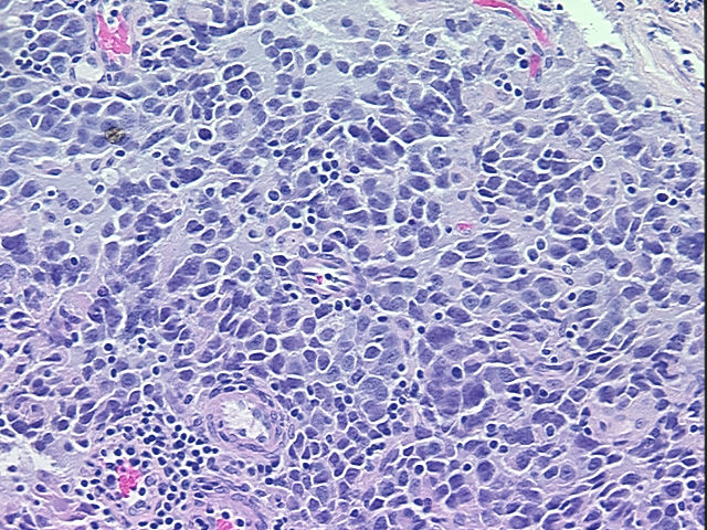 CS805716 | Tissue FFPE Sections, Testis Biotrend